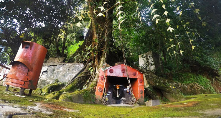 Chain Tree Wayanad (Timings, History, Entry Fee, Images & Information ...