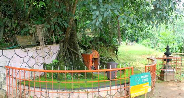 Chain Tree Wayanad (Timings, History, Entry Fee, Images & Information ...