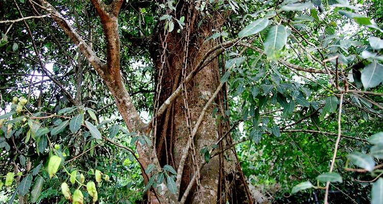 Chain Tree Wayanad (Timings, History, Entry Fee, Images & Information ...