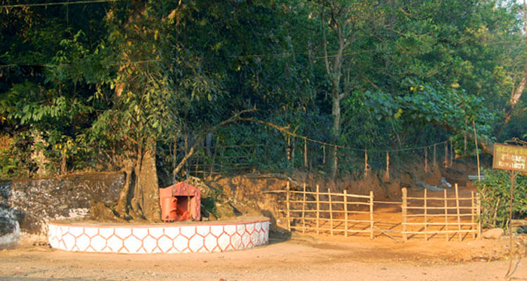 Chain Tree Wayanad (Timings, History, Entry Fee, Images & Information ...