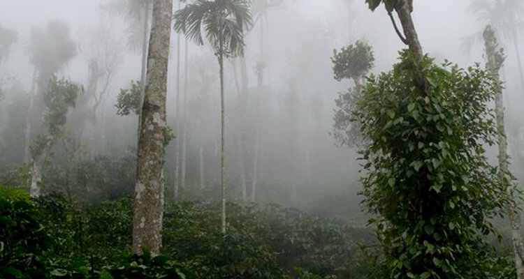 Neelimala View Point Wayanad (Timings, History, Entry Fee, Images ...