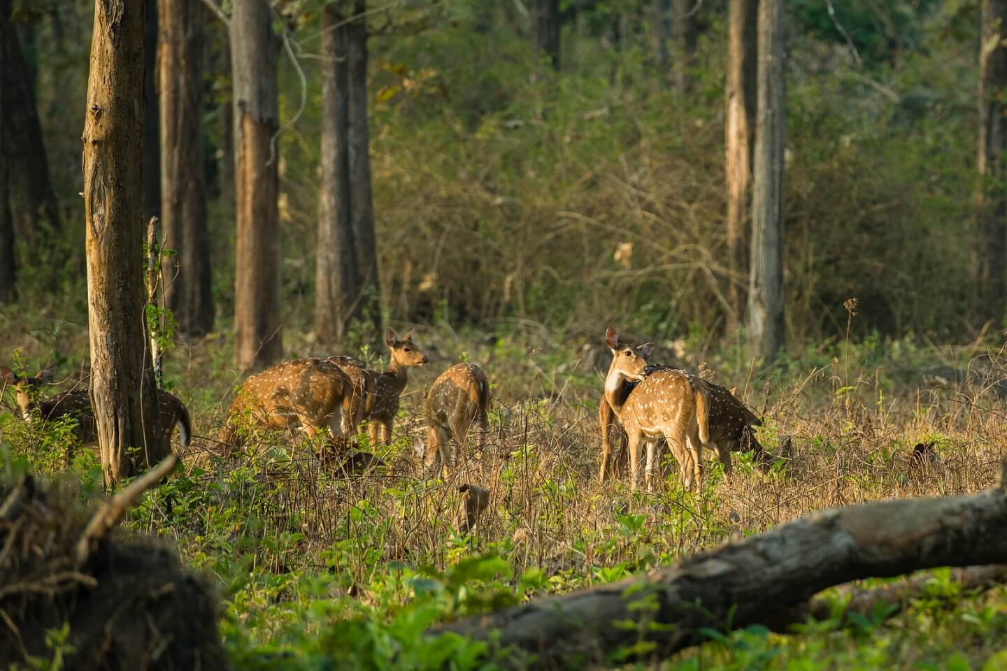 Tholpetty Wildlife Sanctuary Wayanad (Timings & Entry Fee) - Wayanad ...