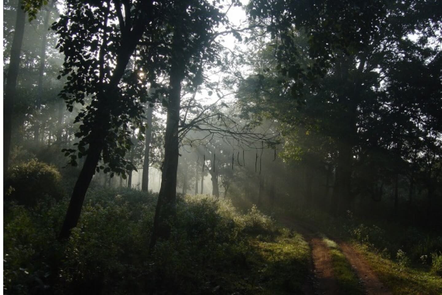 Tholpetty Wildlife Sanctuary Wayanad (Timings & Entry Fee) - Wayanad ...