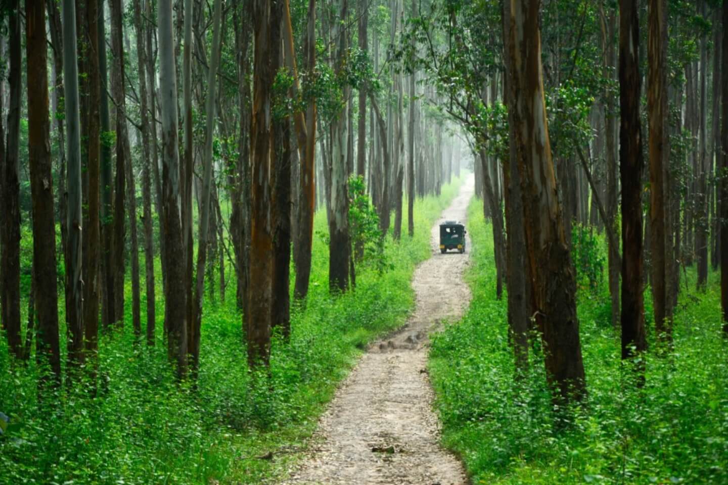 Tholpetty Wildlife Sanctuary Wayanad (Timings & Entry Fee) - Wayanad ...