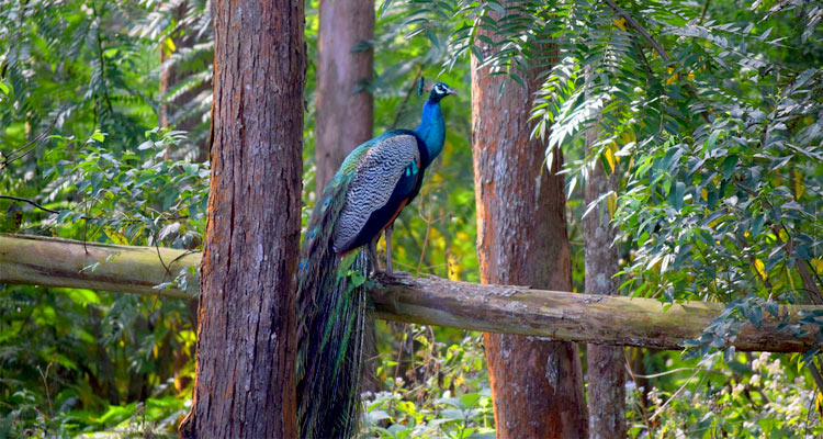 Wayanad Wildlife Sanctuary (Timings, History, Entry Fee, Images ...