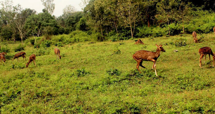 Wayanad Wildlife Sanctuary (Timings, History, Entry Fee, Images ...