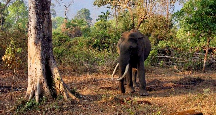 Wayanad Wildlife Sanctuary (Timings, History, Entry Fee, Images ...